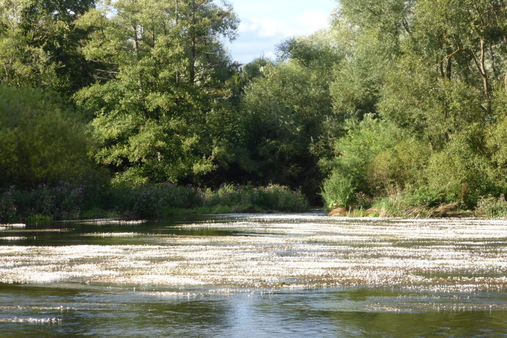 Die Eder blüht - edertal.de