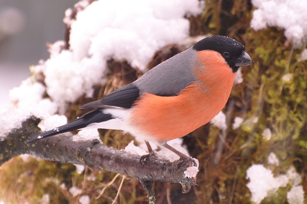 Naturbeobachtungen im Edertaler Freilandlabor - edertal.de